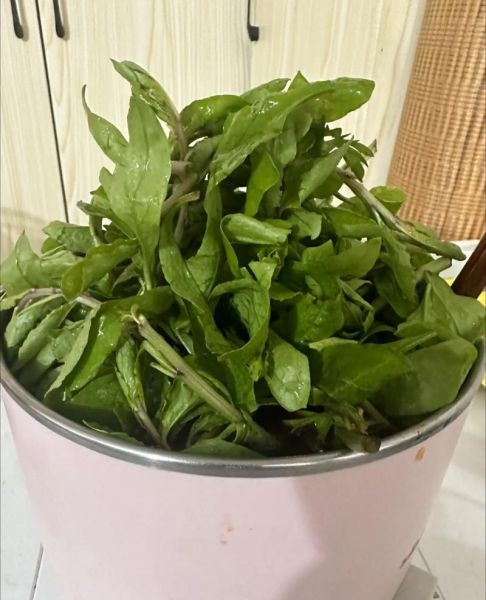 枸杞菜怎么做好吃_枸杞菜的家常做法-第2张图片-山城妙识