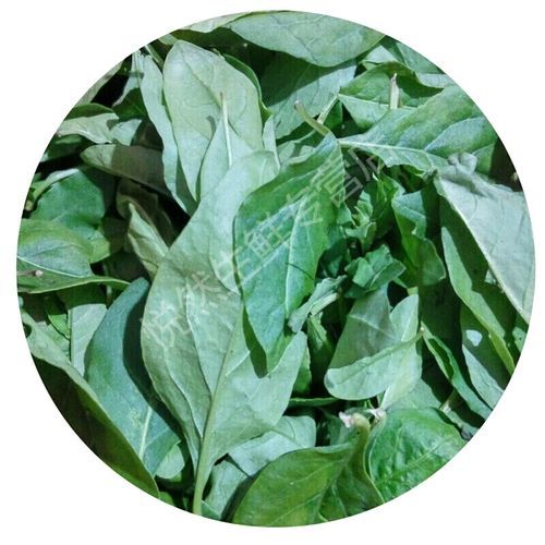 枸杞菜怎么做好吃_枸杞菜的家常做法-第3张图片-山城妙识