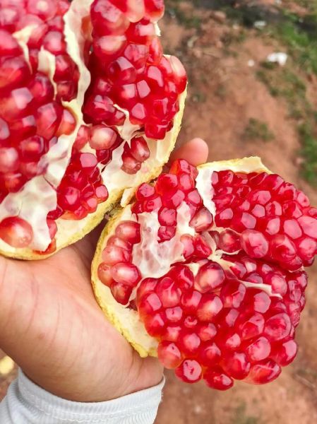 石榴什么季节吃最好_石榴成熟月份-第1张图片-山城妙识
