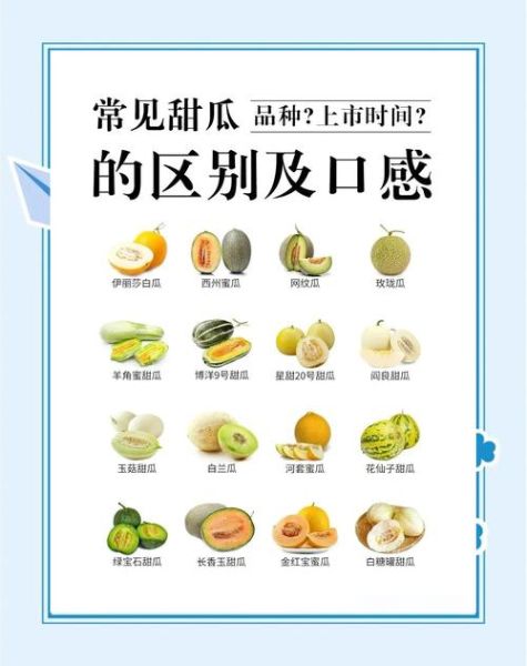 甜瓜是热性还是凉性_甜瓜吃多了会上火吗-第2张图片-山城妙识 甜瓜是热性还是凉性_甜瓜吃多了会上火吗-第2张图片-山城妙识