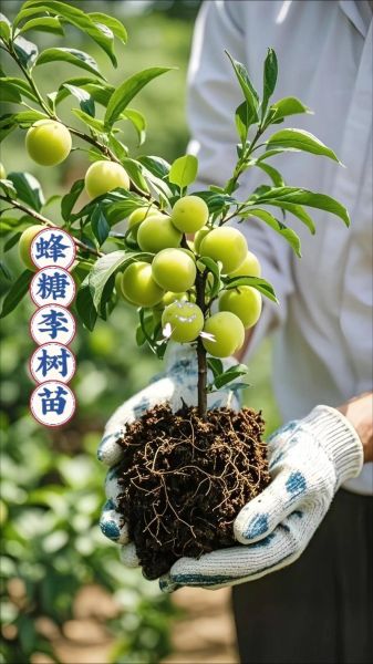 李子树苗什么品种好_李子树苗哪个品种最甜-第1张图片-山城妙识 李子树苗什么品种好_李子树苗哪个品种最甜-第1张图片-山城妙识