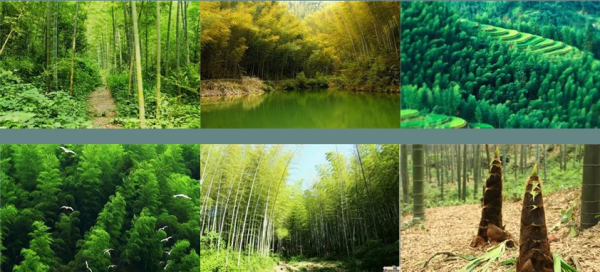 桂花蜜居无竹小说讲了什么_无竹结局如何-第2张图片-山城妙识