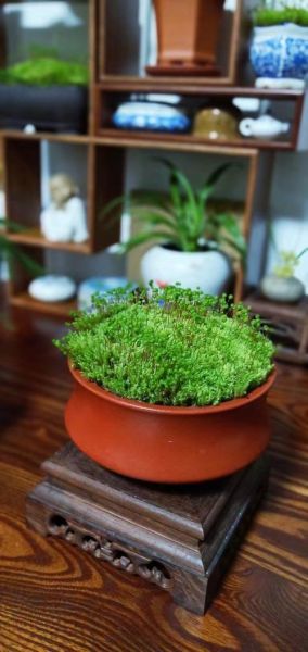 桂花蜜居无竹小说讲了什么_无竹结局如何-第3张图片-山城妙识