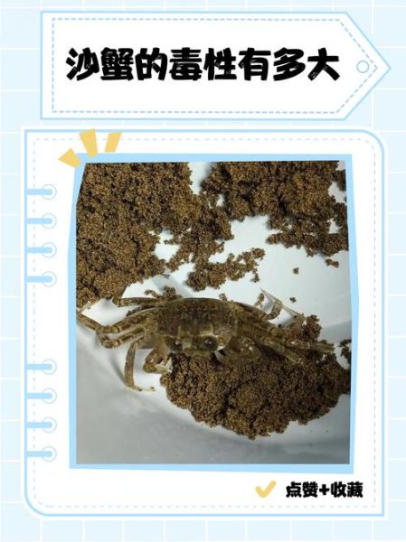 哪些沙蟹有毒_沙蟹毒性排行-第1张图片-山城妙识 哪些沙蟹有毒_沙蟹毒性排行-第1张图片-山城妙识