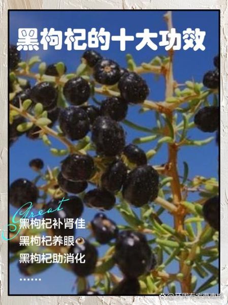 女人吃黑枸杞子的好处_黑枸杞子的作用与功效女人-第1张图片-山城妙识