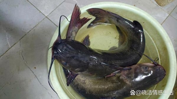 清江鱼和鲶鱼有什么区别_怎么分辨-第3张图片-山城妙识 清江鱼和鲶鱼有什么区别_怎么分辨-第3张图片-山城妙识