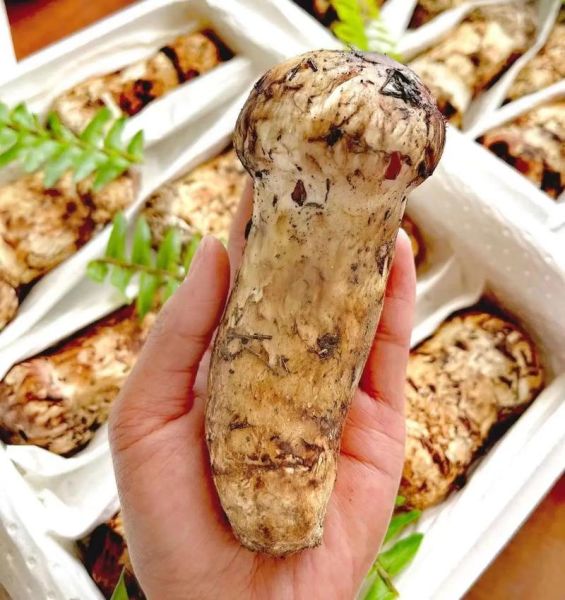 新鲜松茸怎么吃_松茸最佳做法大全-第3张图片-山城妙识