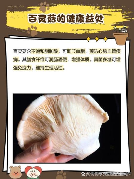 白灵菇图片_如何挑选新鲜白灵菇-第3张图片-山城妙识