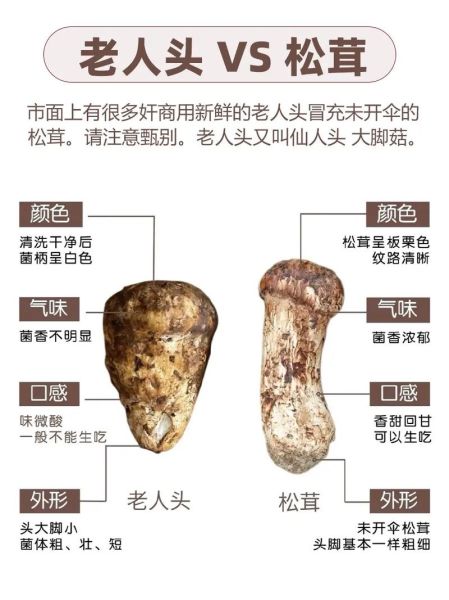 野生松茸多少钱一斤_如何辨别真假野生松茸-第3张图片-山城妙识 野生松茸多少钱一斤_如何辨别真假野生松茸-第3张图片-山城妙识