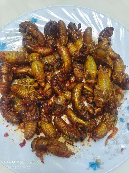 干煸蚕蛹怎么做好吃_家常干煸蚕蛹做法大全-第3张图片-山城妙识 干煸蚕蛹怎么做好吃_家常干煸蚕蛹做法大全-第3张图片-山城妙识