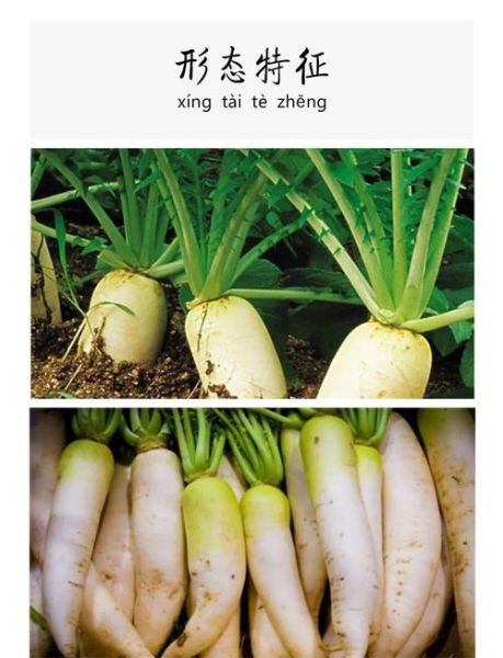 萝卜的拼音怎么写_萝卜拼音声调是几声-第2张图片-山城妙识 萝卜的拼音怎么写_萝卜拼音声调是几声-第2张图片-山城妙识