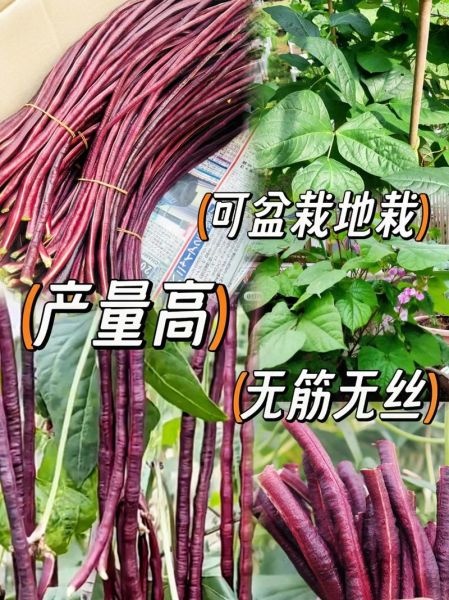 紫红豇豆的功效与作用_紫红豇豆怎么吃最营养-第1张图片-山城妙识