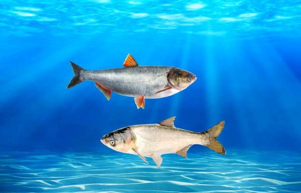 鲢鳙怎么读_鲢鳙是什么鱼-第3张图片-山城妙识