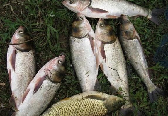 鲢鳙怎么读_鲢鳙是什么鱼-第1张图片-山城妙识