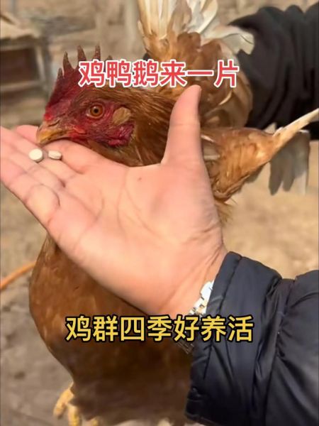 土鸡养殖技术_土鸡常见疾病预防-第1张图片-山城妙识 土鸡养殖技术_土鸡常见疾病预防-第1张图片-山城妙识