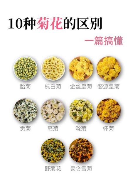 菊花品种大全有哪些_如何根据图片快速识别菊花-第2张图片-山城妙识