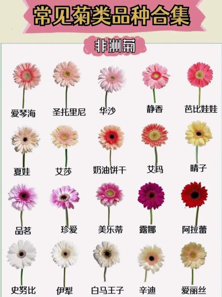 菊花品种大全有哪些_如何根据图片快速识别菊花-第1张图片-山城妙识
