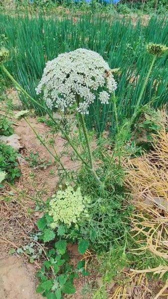 蛇床子长什么样_蛇床子图片大全怎么找-第1张图片-山城妙识