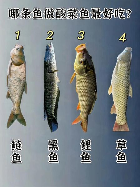 中国四大淡水鱼有哪些_青鱼草鱼鲢鳙区别-第3张图片-山城妙识 中国四大淡水鱼有哪些_青鱼草鱼鲢鳙区别-第3张图片-山城妙识