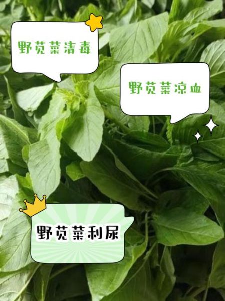 野苋菜能吃吗_野苋菜的功效与作用-第1张图片-山城妙识