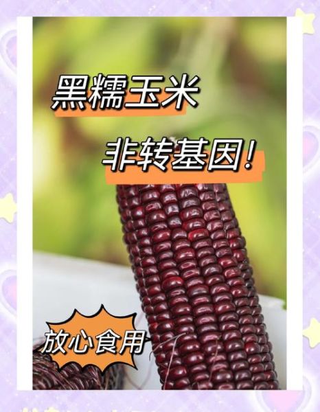 转基因玉米的危害有哪些_转基因玉米对人体有害吗-第3张图片-山城妙识 转基因玉米的危害有哪些_转基因玉米对人体有害吗-第3张图片-山城妙识