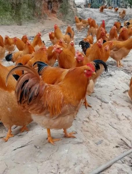 中国十大名鸡有哪些_哪里的鸡最好吃-第1张图片-山城妙识