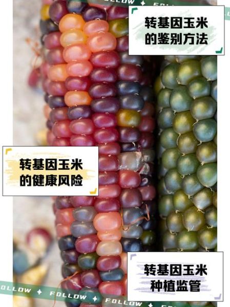 转基因玉米的危害有哪些_转基因玉米对人体有害吗-第1张图片-山城妙识 转基因玉米的危害有哪些_转基因玉米对人体有害吗-第1张图片-山城妙识