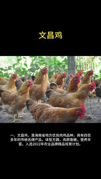 中国十大名鸡有哪些_哪里的鸡最好吃-第3张图片-山城妙识