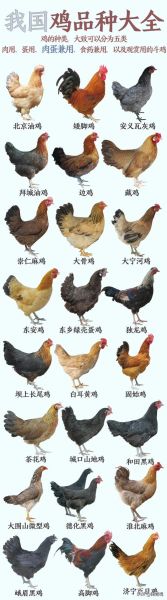 中国十大名鸡有哪些_哪里的鸡最好吃-第2张图片-山城妙识