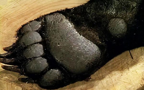 熊掌怎么吃有营养_熊掌营养价值高吗-第2张图片-山城妙识