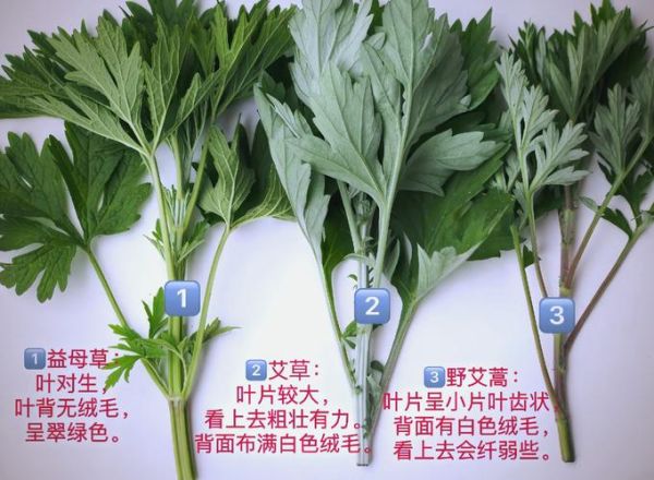 艾草长什么样_艾草怎么辨认-第1张图片-山城妙识