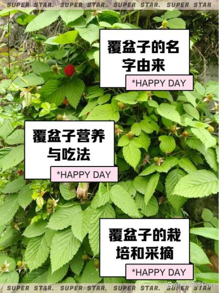 覆盆子什么时候种_覆盆子种植时间-第3张图片-山城妙识