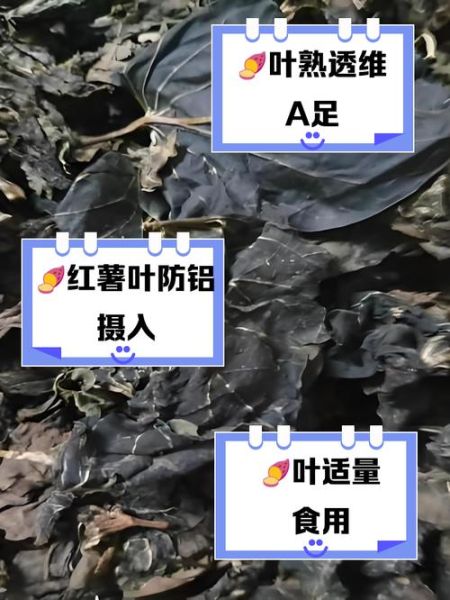 红薯叶尽量少吃_红薯叶吃多了有什么危害-第1张图片-山城妙识