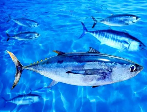 鲣鱼价格多少钱一斤_鲣鱼多少钱一斤最新行情-第1张图片-山城妙识