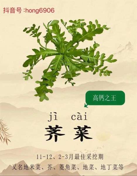荠菜的功效与作用有哪些_荠菜图片长什么样-第3张图片-山城妙识