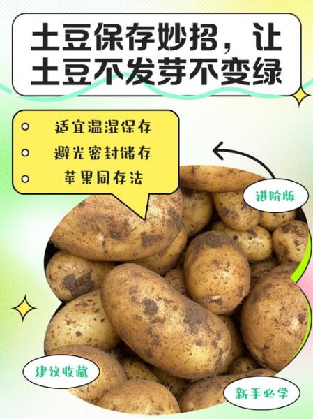 土豆怎样保存不发芽_土豆怎么放不变绿-第1张图片-山城妙识