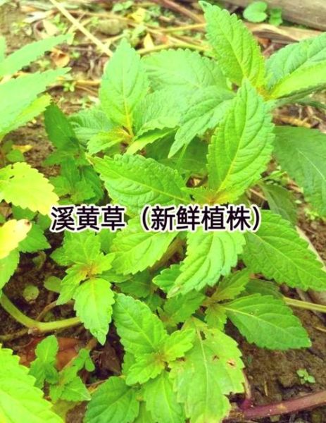 溪黄草的功效与作用_溪黄草能长期喝吗-第1张图片-山城妙识