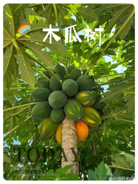 番木瓜和木瓜的区别_哪个更营养-第3张图片-山城妙识