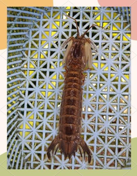 虾蛄的营养价值_虾蛄的功效与作用-第2张图片-山城妙识