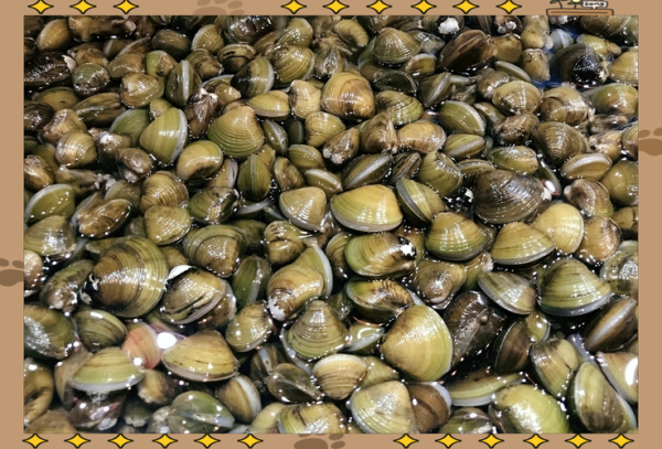 河蚬怎么清洗_河蚬怎么做好吃-第2张图片-山城妙识 河蚬怎么清洗_河蚬怎么做好吃-第2张图片-山城妙识