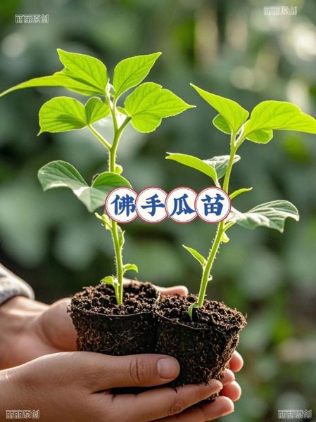 佛手瓜苗怎么种_佛手瓜苗多久能收获-第3张图片-山城妙识 佛手瓜苗怎么种_佛手瓜苗多久能收获-第3张图片-山城妙识