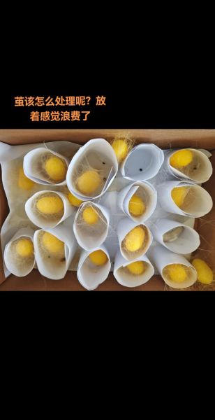 蚕茧的药用功效与作用_蚕茧能治什么病-第1张图片-山城妙识