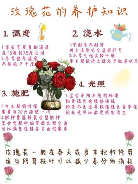 玫瑰花怎么养_玫瑰花语有哪些含义-第1张图片-山城妙识