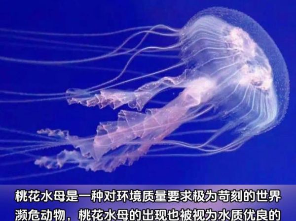 桃花水母有毒吗_桃花水母分布在哪里-第1张图片-山城妙识