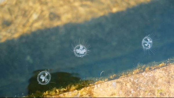 桃花水母有毒吗_桃花水母分布在哪里-第2张图片-山城妙识