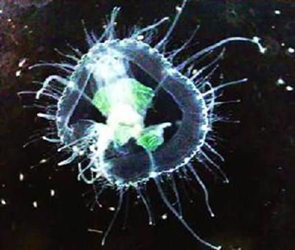 桃花水母有毒吗_桃花水母分布在哪里-第3张图片-山城妙识