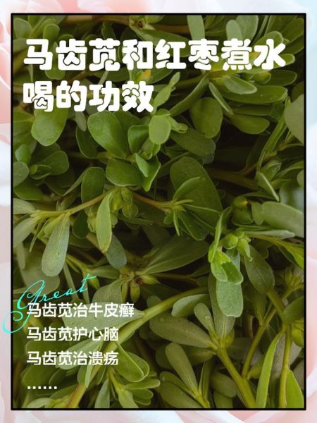 马齿苋晒干熬水喝的功效_马齿苋干煮水能天天喝吗-第1张图片-山城妙识 马齿苋晒干熬水喝的功效_马齿苋干煮水能天天喝吗-第1张图片-山城妙识