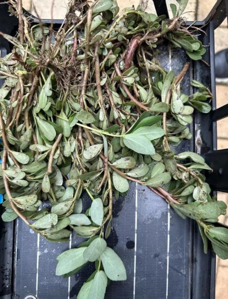 马齿苋晒干熬水喝的功效_马齿苋干煮水能天天喝吗-第2张图片-山城妙识 马齿苋晒干熬水喝的功效_马齿苋干煮水能天天喝吗-第2张图片-山城妙识