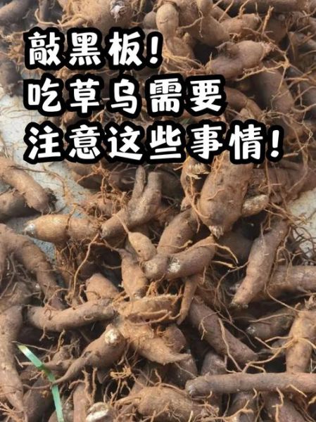 草乌的功效与作用_草乌的毒副作用有哪些-第1张图片-山城妙识 草乌的功效与作用_草乌的毒副作用有哪些-第1张图片-山城妙识