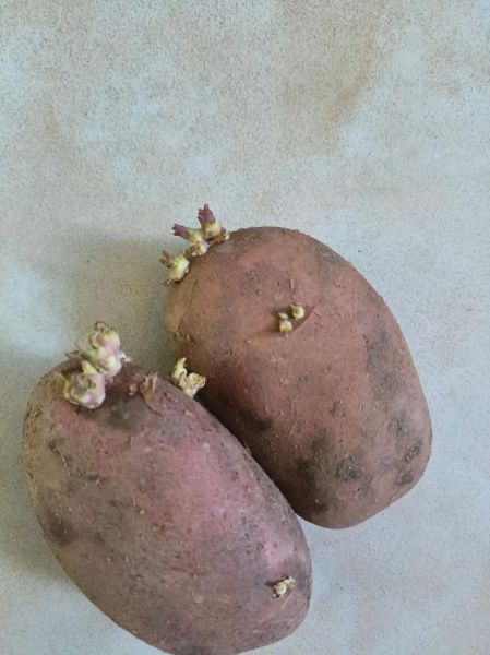 洋芋怎么保存不发芽_洋芋发芽还能吃吗-第1张图片-山城妙识